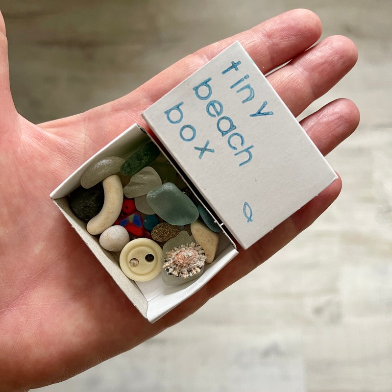 Mini Sea Shells - Etsy