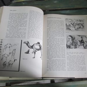 Vintage the Art of Painting Animals Beginning Artist's Guide Frederic ...