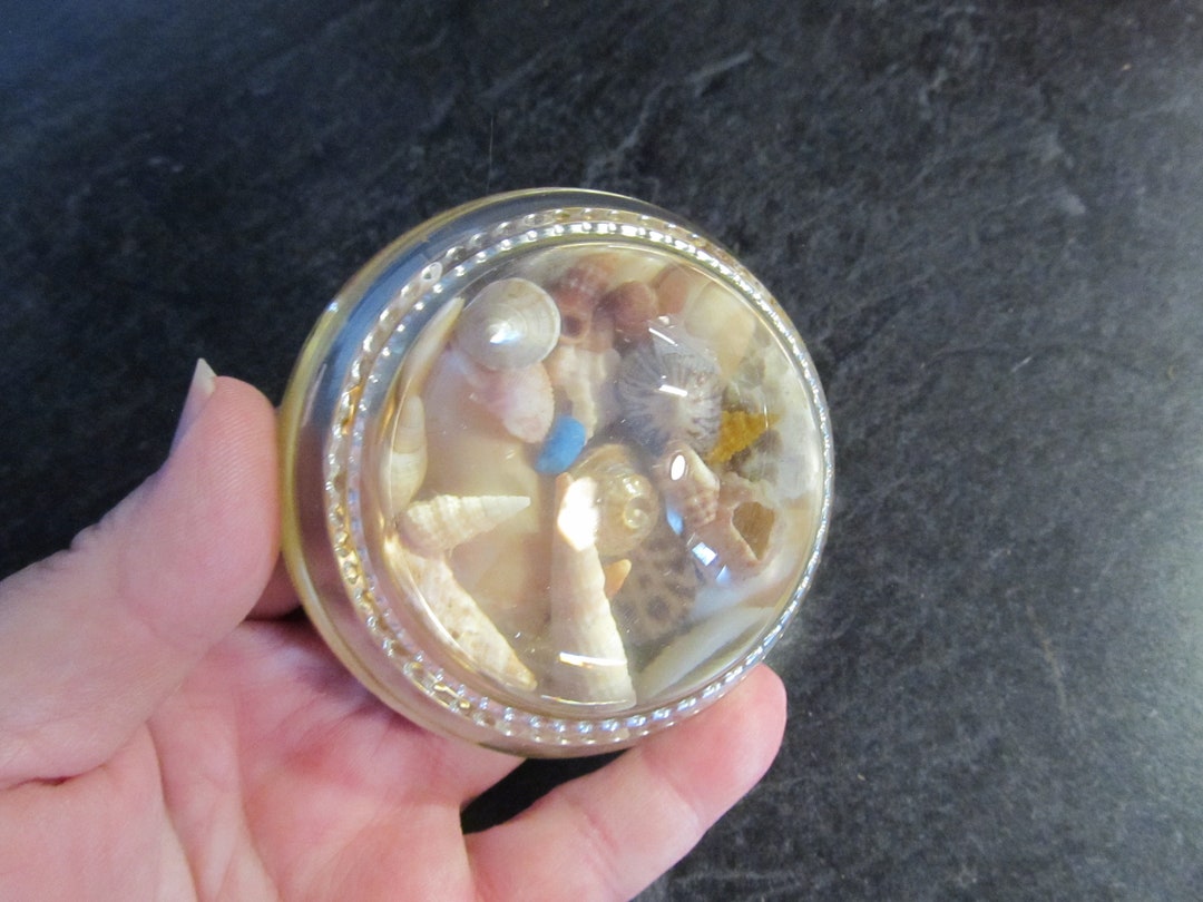 Vintage Clear Glass Paperweight With Natural Seashells / Desktop Round ...