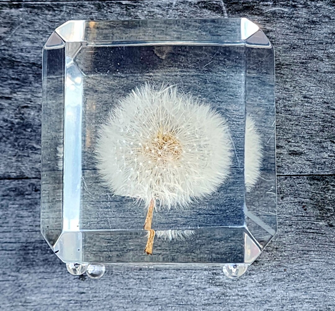 Vintage W Rolfe Dandelion Seed Puff Ball Flower Plant Real Specimen ...