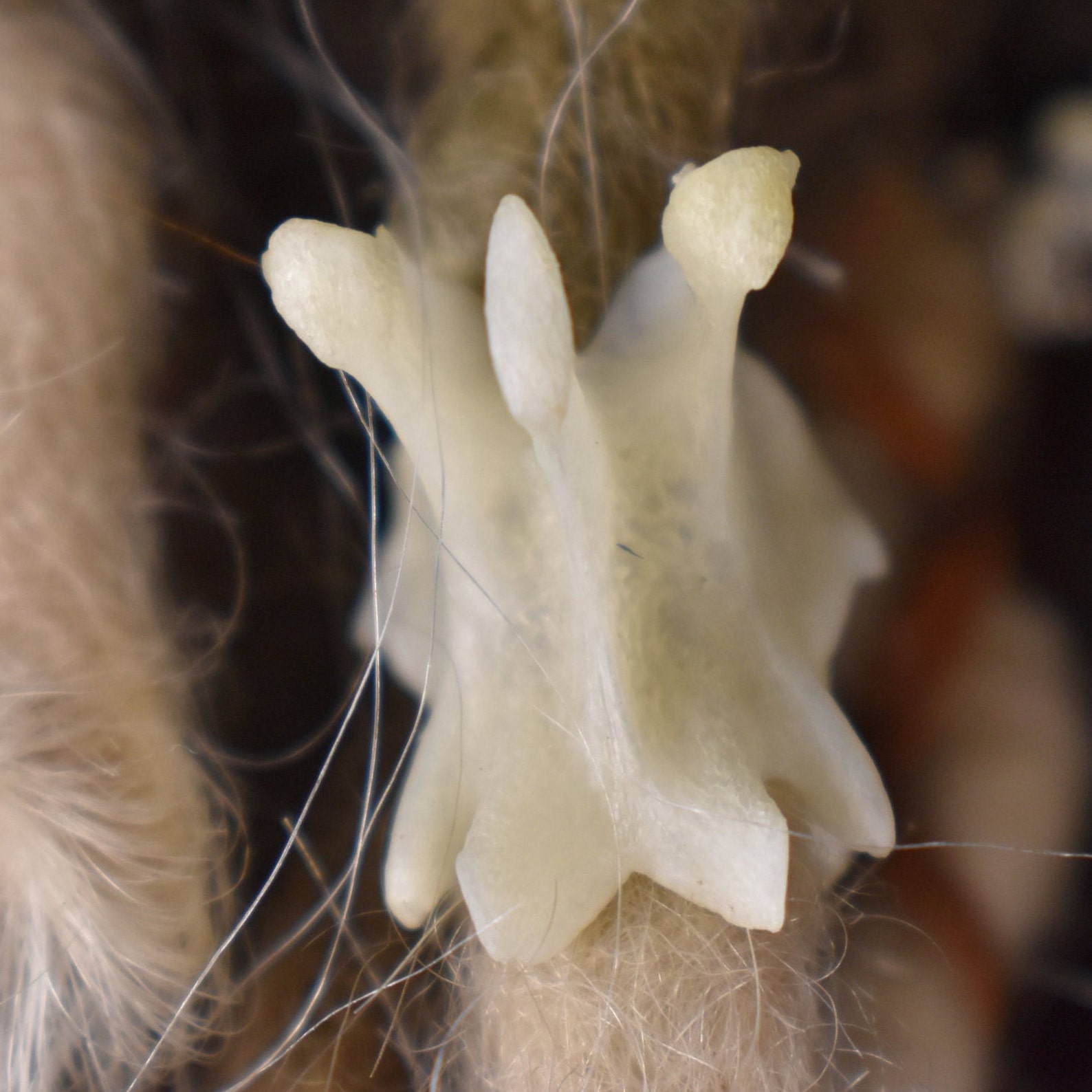 Fox Bone Dread Bead Dreadlock Bead Large Diameter - Etsy