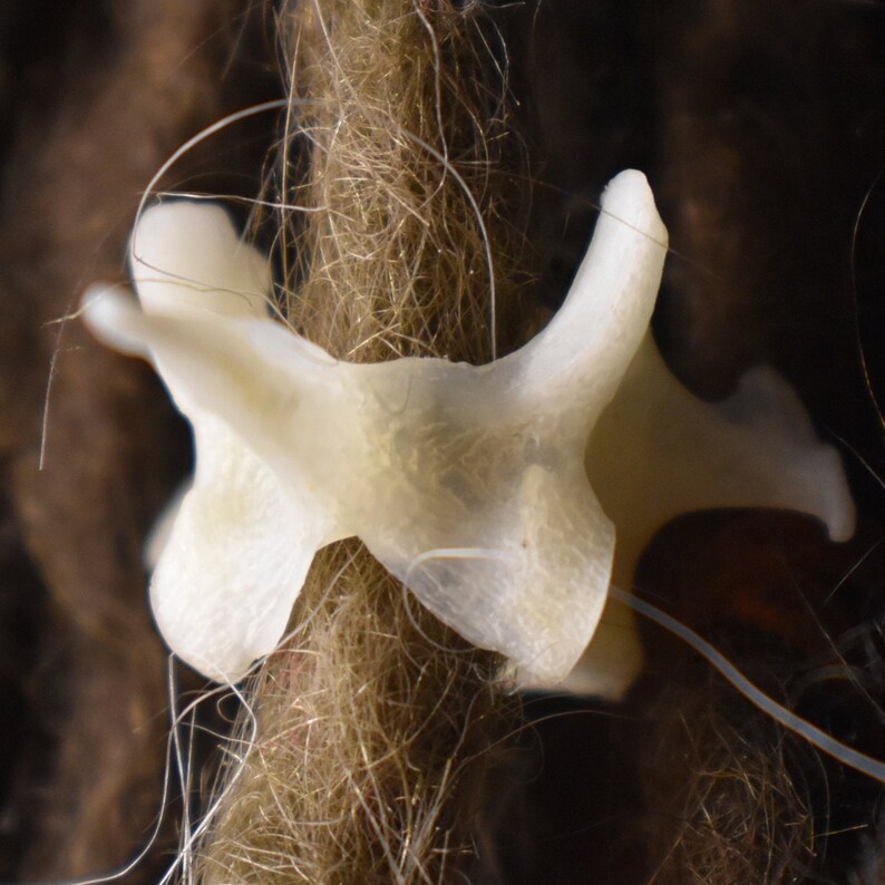 Fox Bone Dread Bead Dreadlock Bead Large Diameter - Etsy