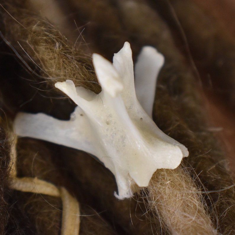 Fox Bone Dread Bead Dreadlock Bead Large Diameter - Etsy