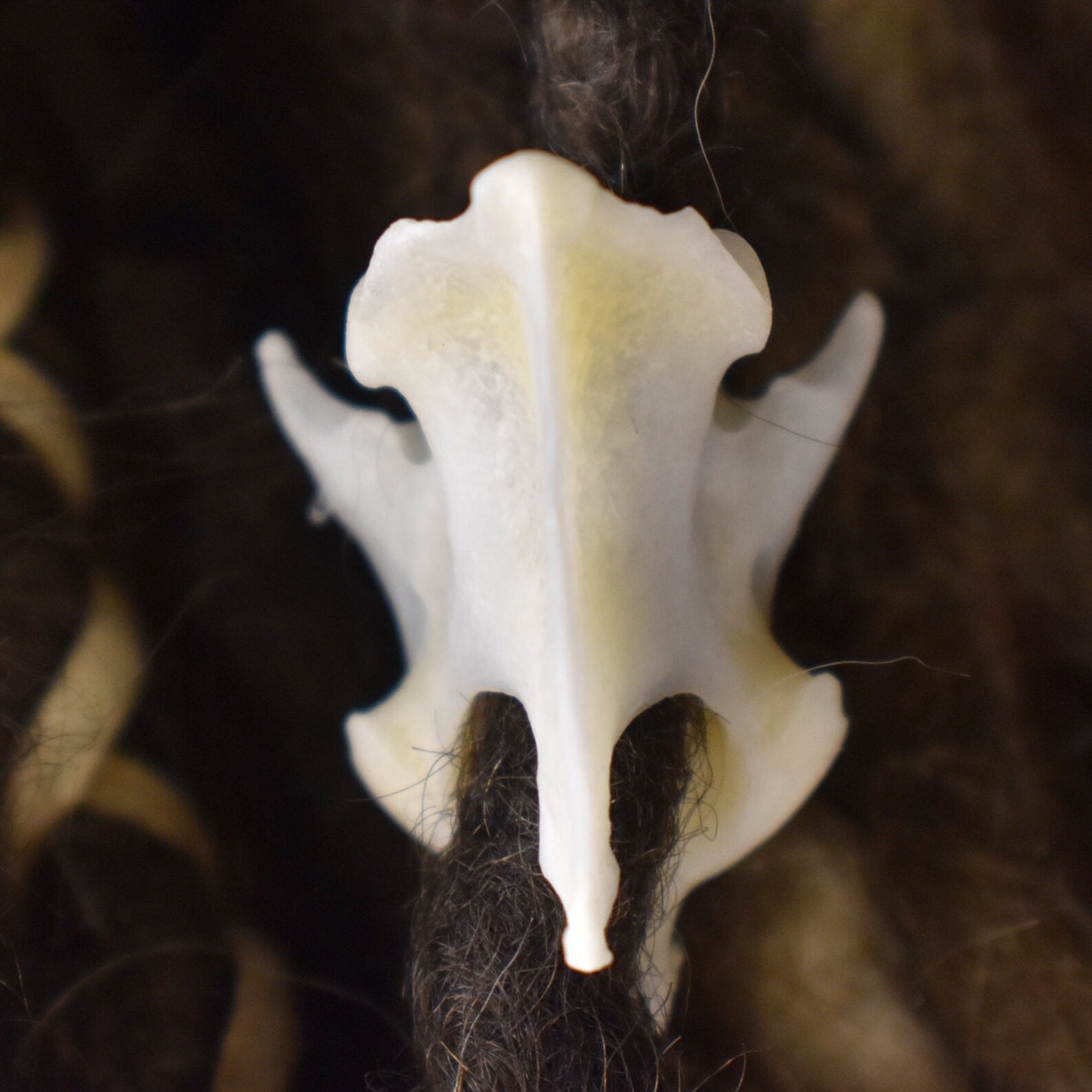 Fox Bone Dread Bead Dreadlock Bead Large Diameter - Etsy