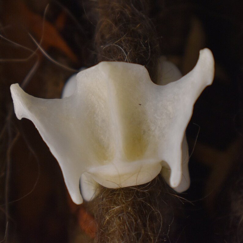 Fox Bone Dread Bead Dreadlock Bead Large Diameter - Etsy