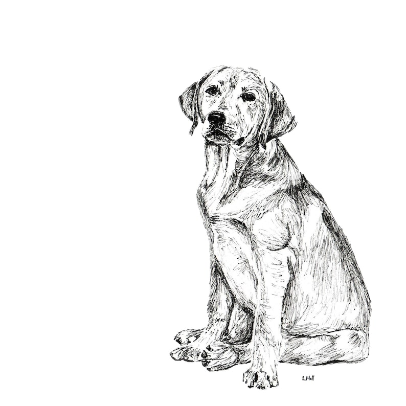 Labrador Retriever Dog, Black and White, Pen and Ink Greeting Cards - Etsy