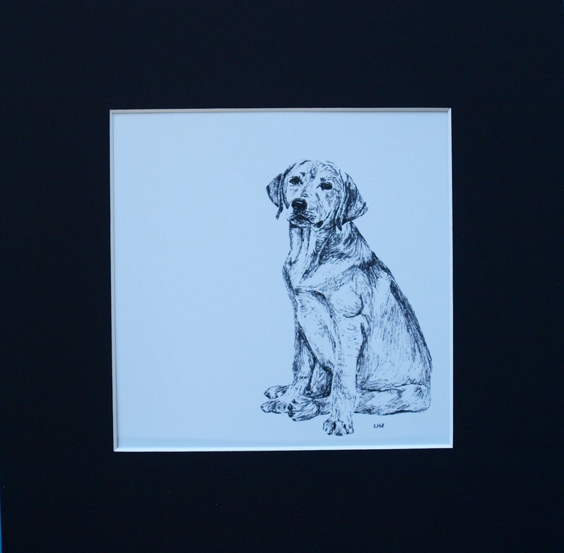 Labrador Retriever Dog Black and White Pen and Ink Prints - Etsy