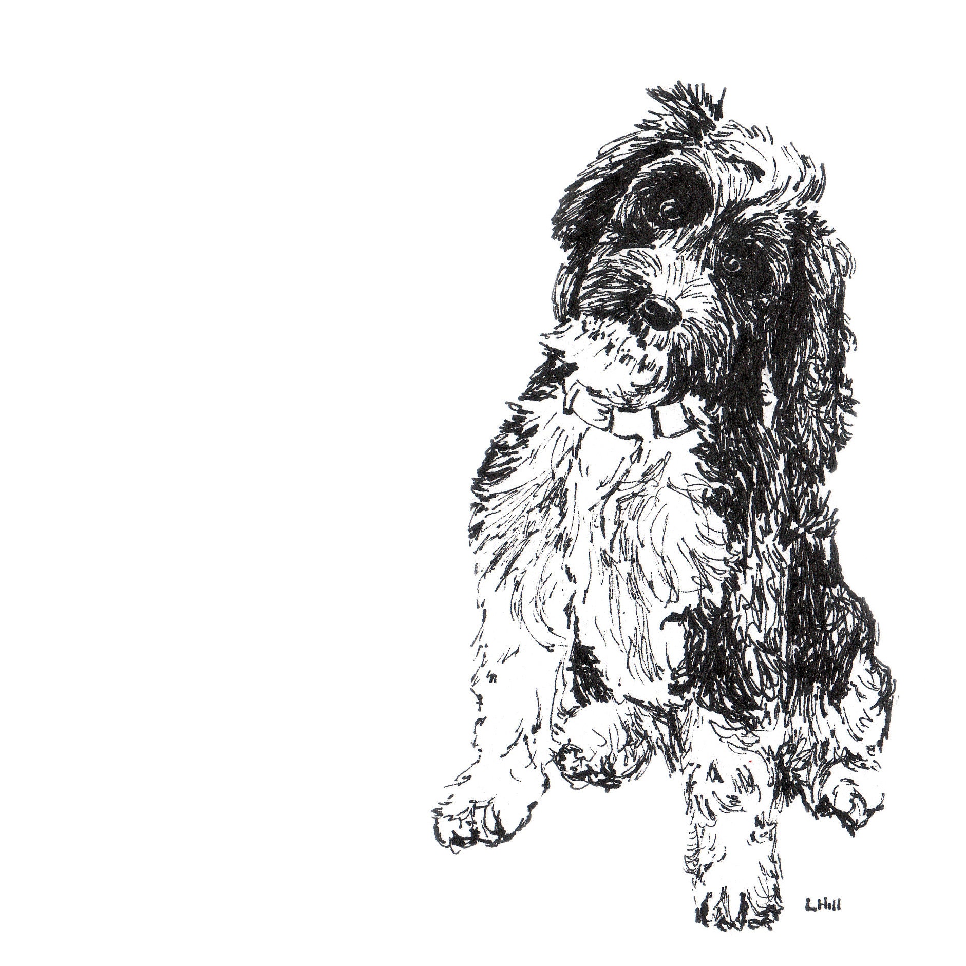 Cockapoo Dog cockerpoo, Black and White, Pen and Ink Greeting Cards ...