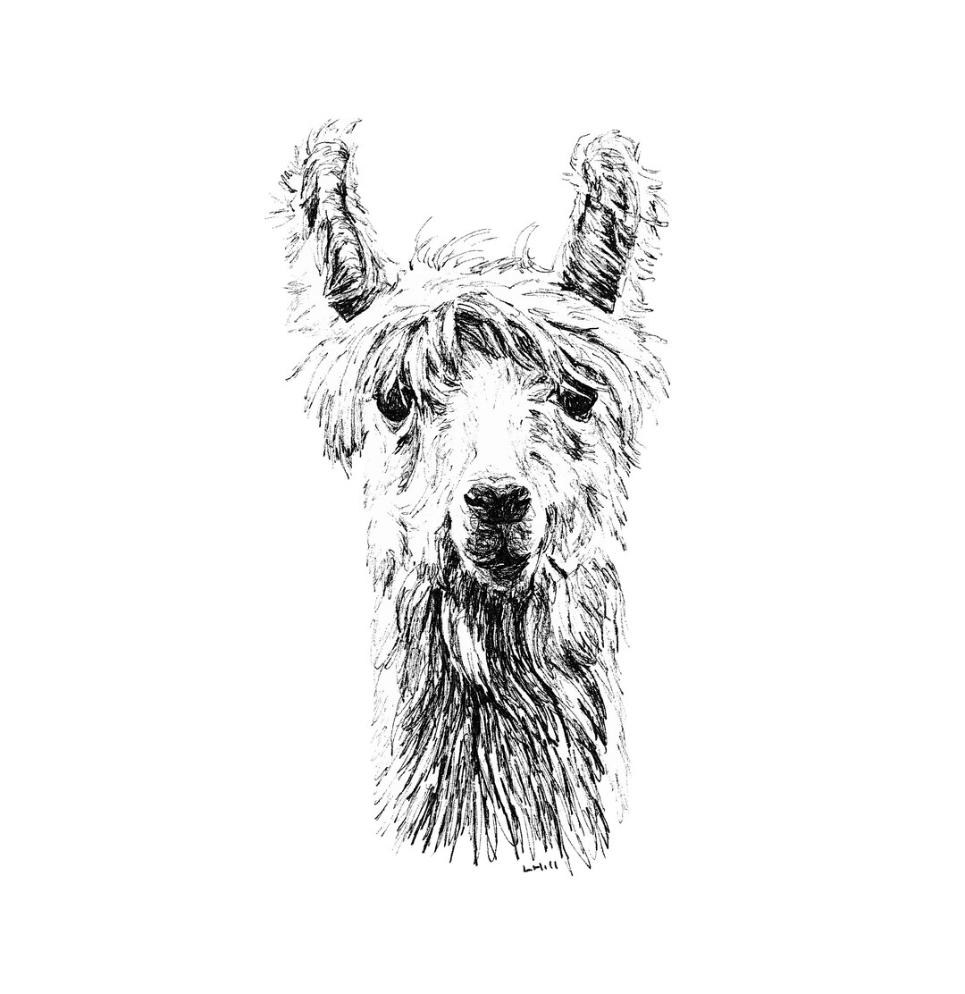 Llama, Black and White, Pen and Ink Greeting Cards - Etsy