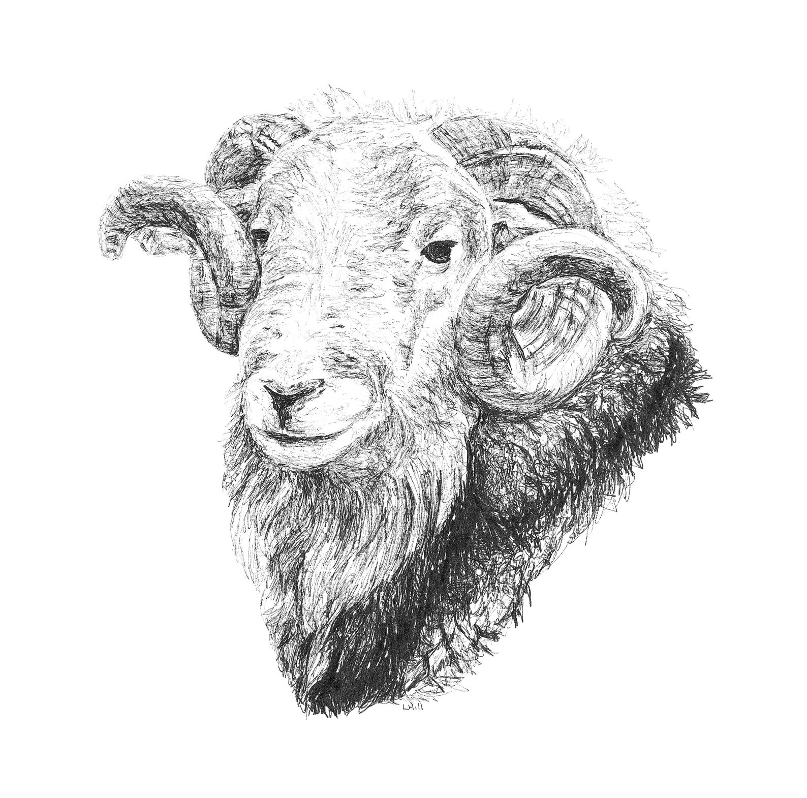 Herdwick Sheep Black and White Pen and Ink Prints Greeting - Etsy