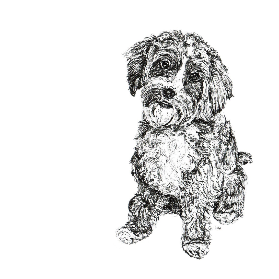 Cavapoo Coloring Pages