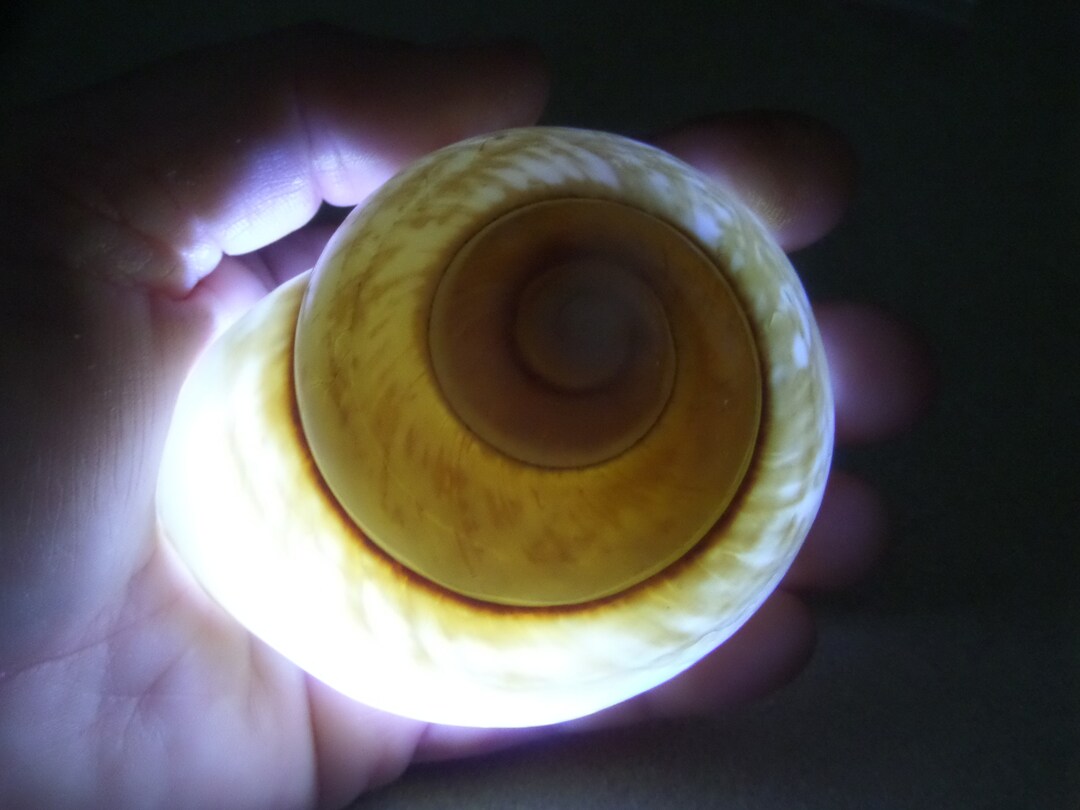 Ursula’s Lite up Necklace Glowing White Color Real Seashell Necklace ...