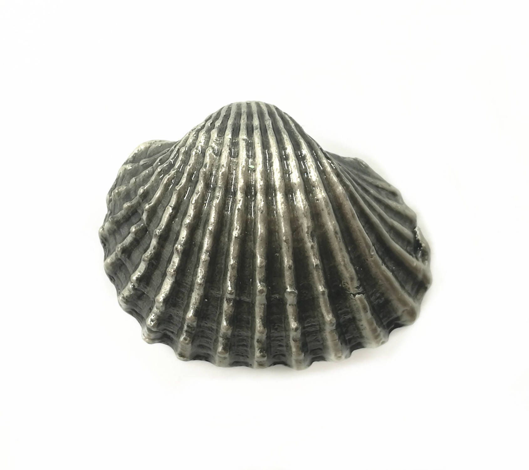 Shell Beach Kitchen Cabinet Door Knobs Pulls Handles Drawer | Etsy