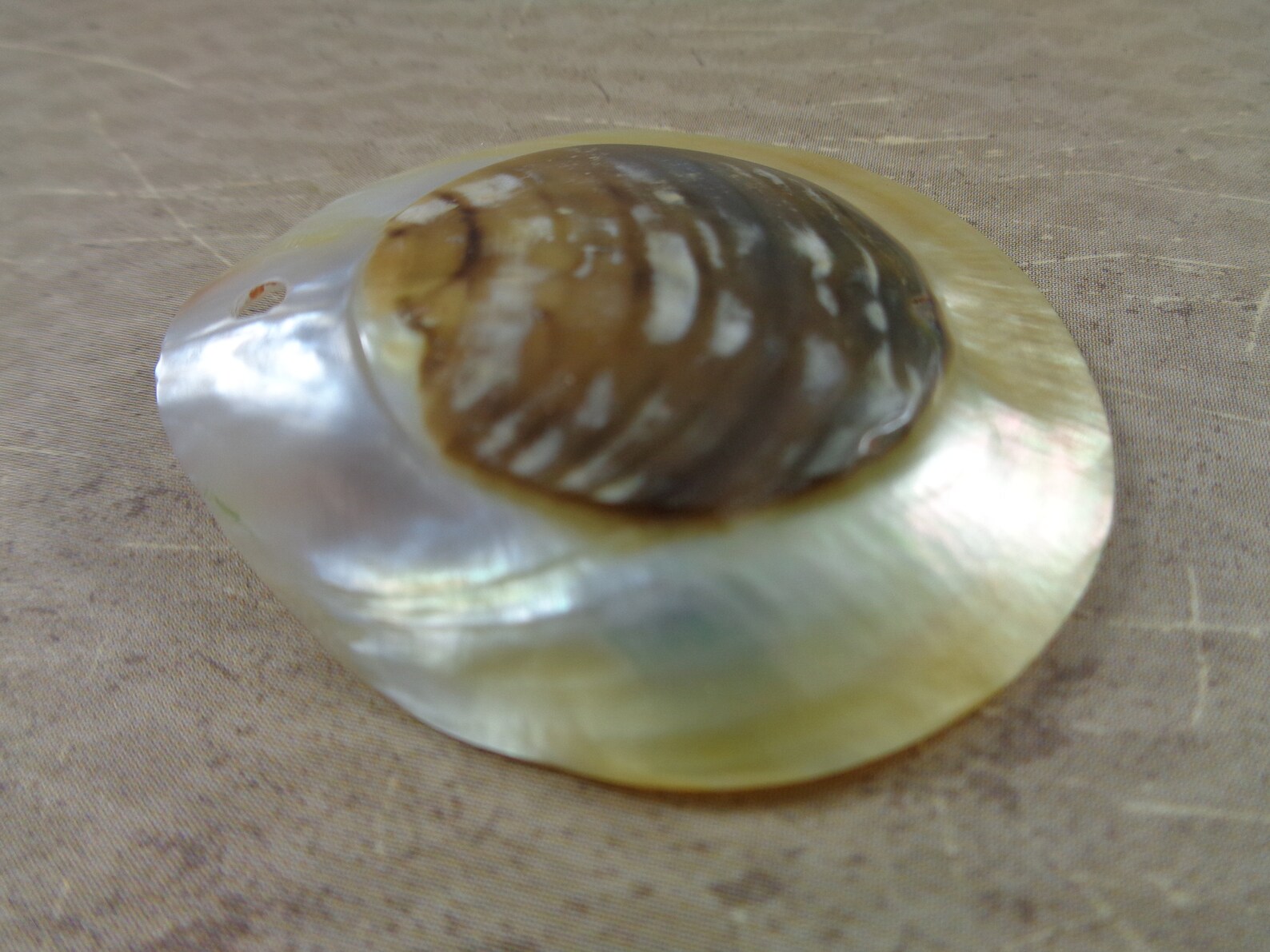 1 Piece Round Curved Shell Pendant Large Focal Bead Brown - Etsy