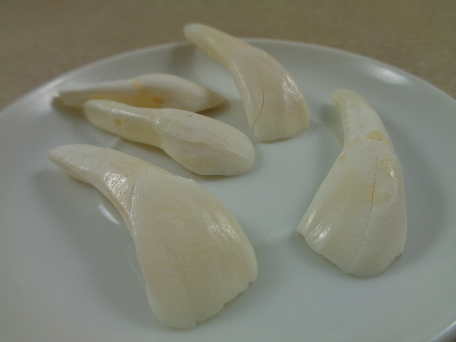 23 Pcs Bone Paddle Shaped Beads - Long Hanging Beads - Cream Bone ...