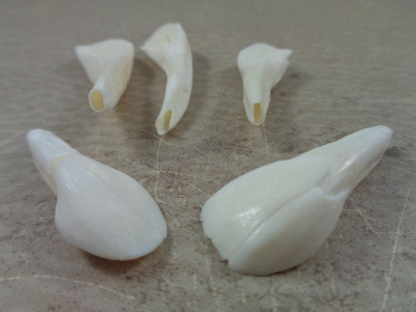 23 Pcs Bone Paddle Shaped Beads - Long Hanging Beads - Cream Bone ...