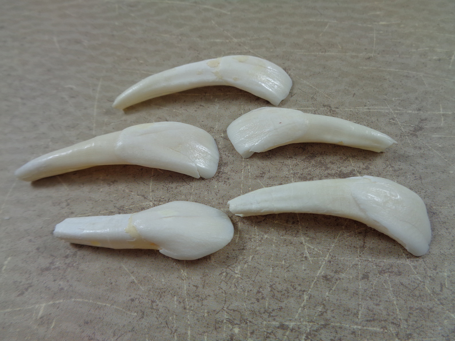 23 Pcs Bone Paddle Shaped Beads - Long Hanging Beads - Cream Bone ...
