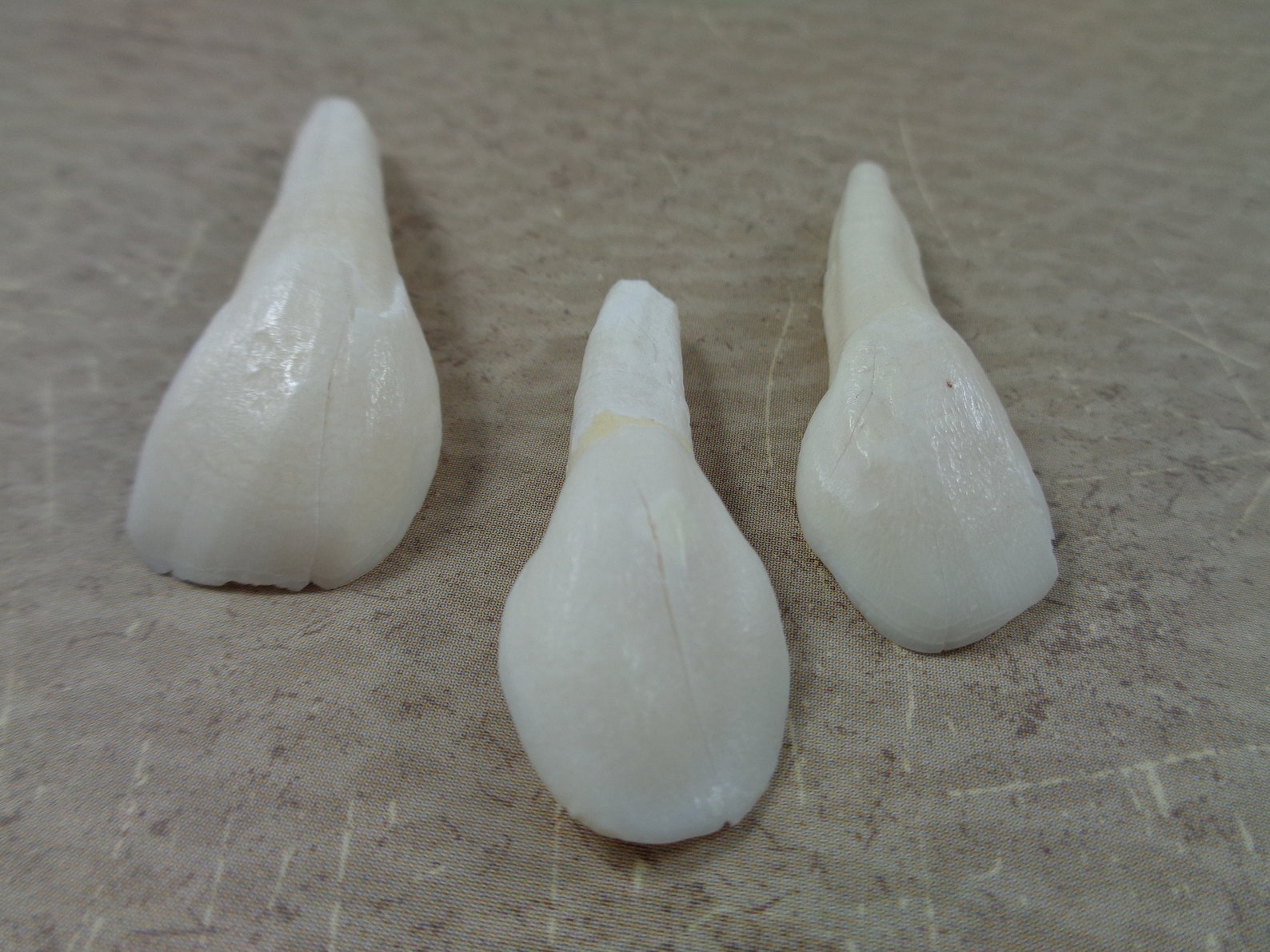 23 Pcs Bone Paddle Shaped Beads - Long Hanging Beads - Cream Bone ...