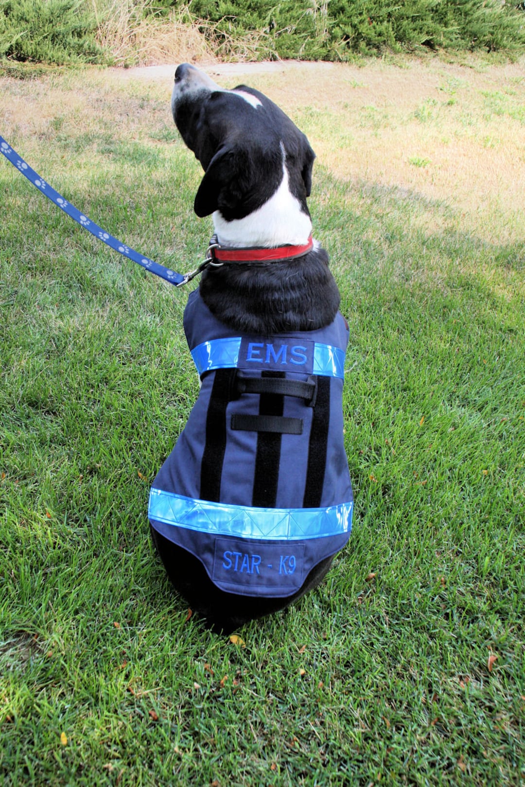EMS Gear Dog Vest - Etsy