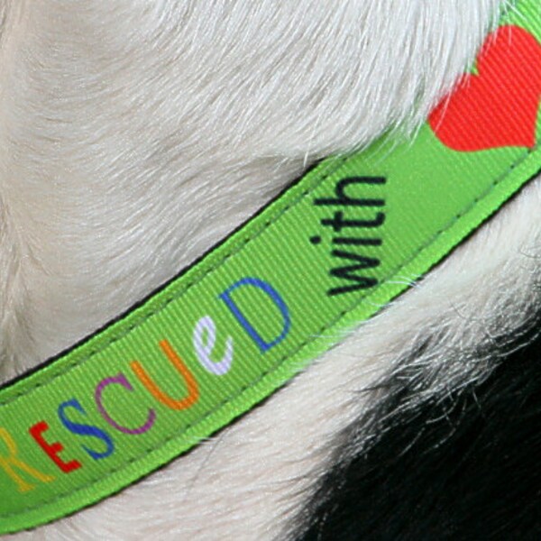 Pet Rescue - Etsy