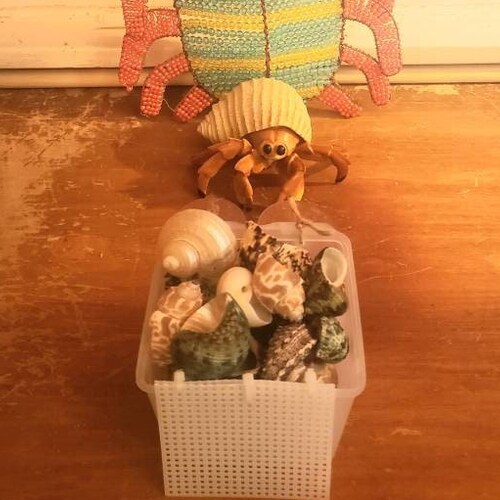 35 Shell Hermit Crab Set Assorted for Small Hermit Crabs | Etsy