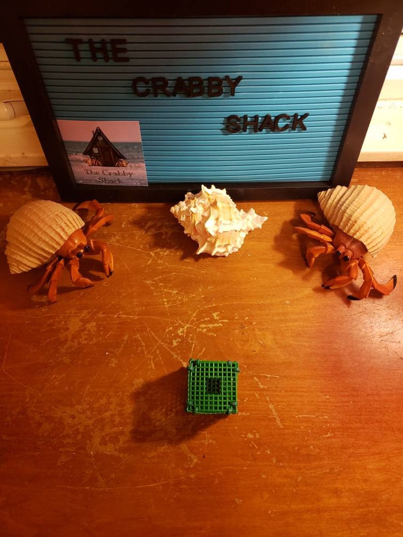Hermit Crab Curious Crab Cube - Etsy
