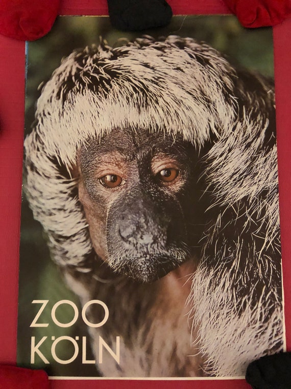 Original Cologne Zoo Poster Monkey 1960's Vintage | Etsy