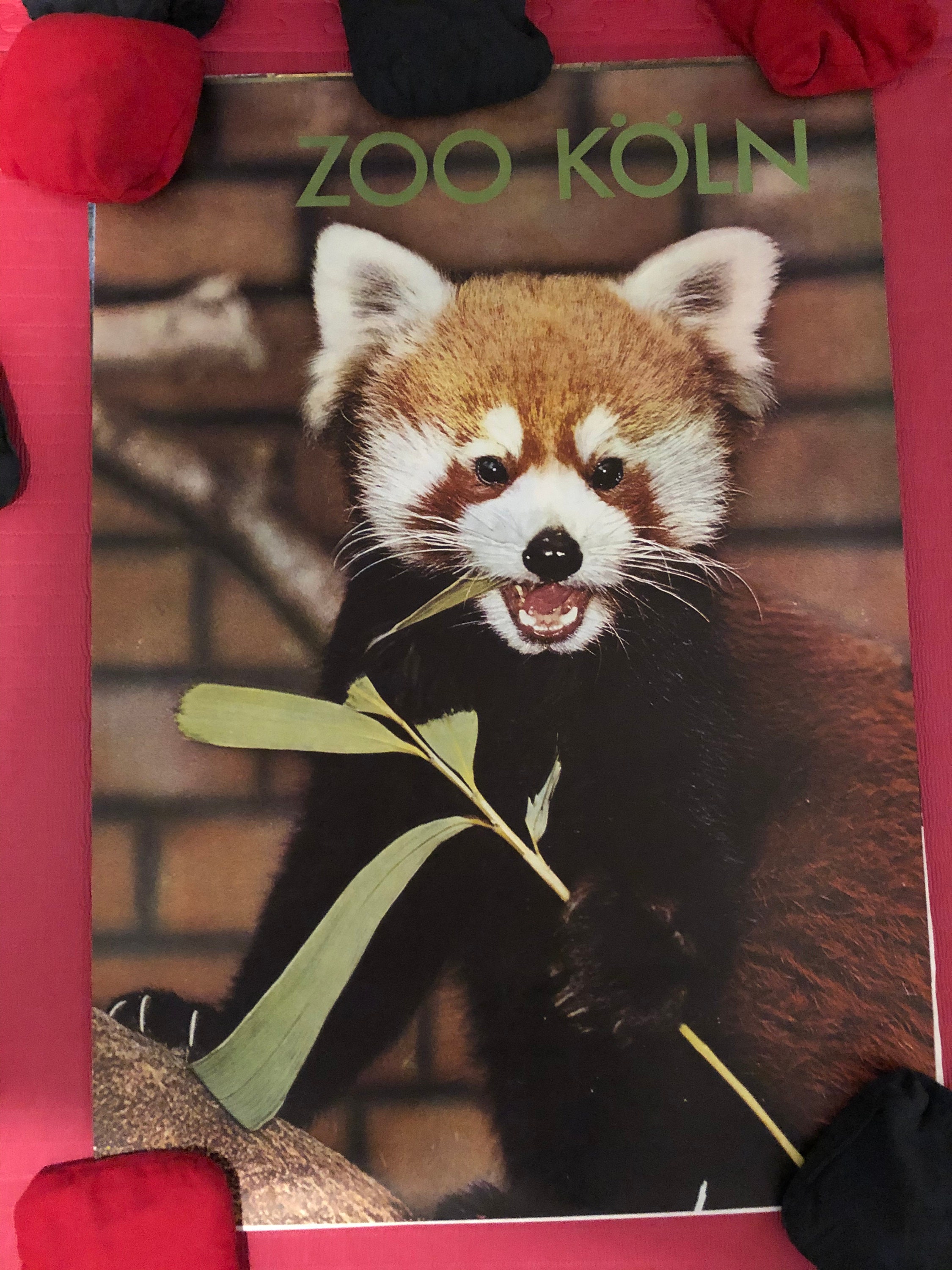 Original Cologne Zoo Poster Red Panda 1960's Vintage Authentic - Etsy