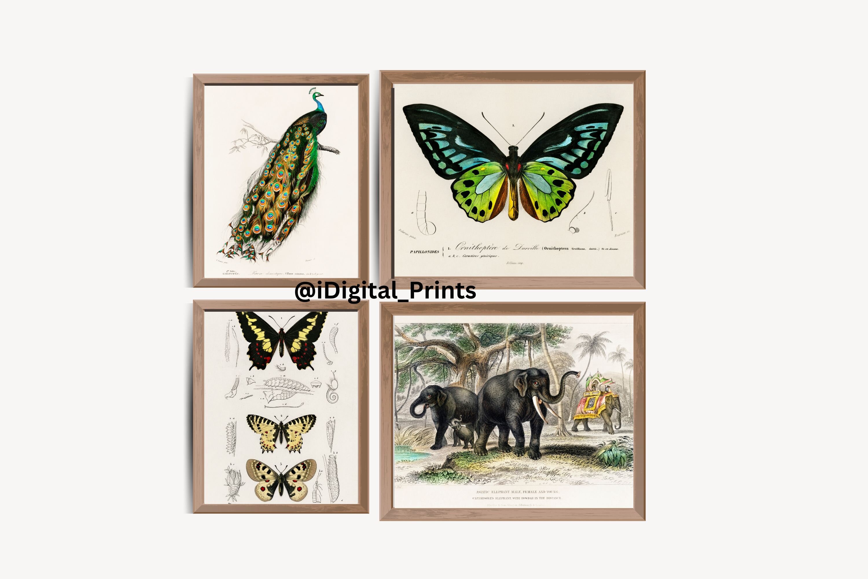 Vintage-inspired Nature Posters, Gallery Wall Art SET of 15, Classic ...