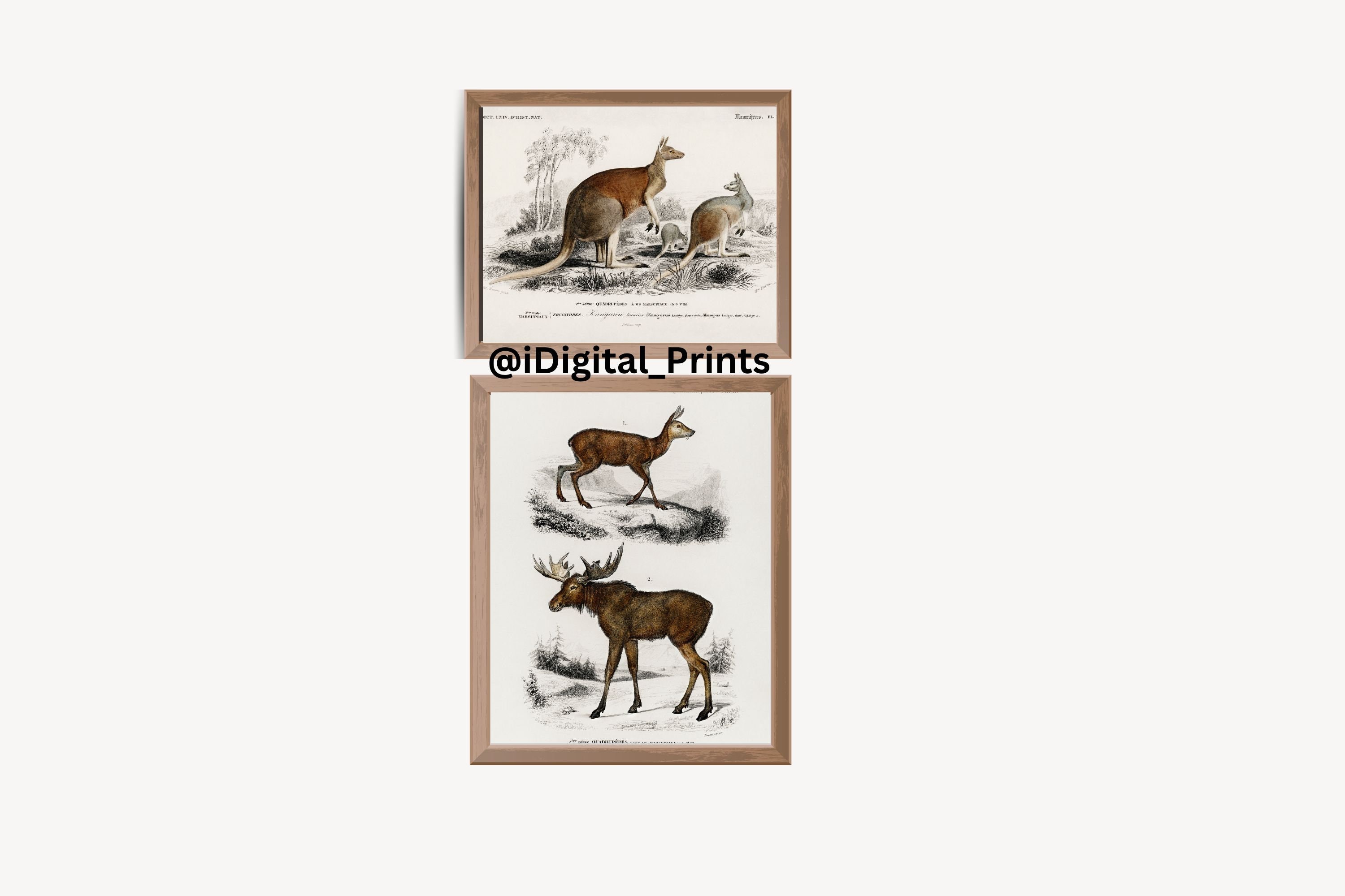 Vintage-inspired Nature Posters, Gallery Wall Art SET of 15, Classic ...