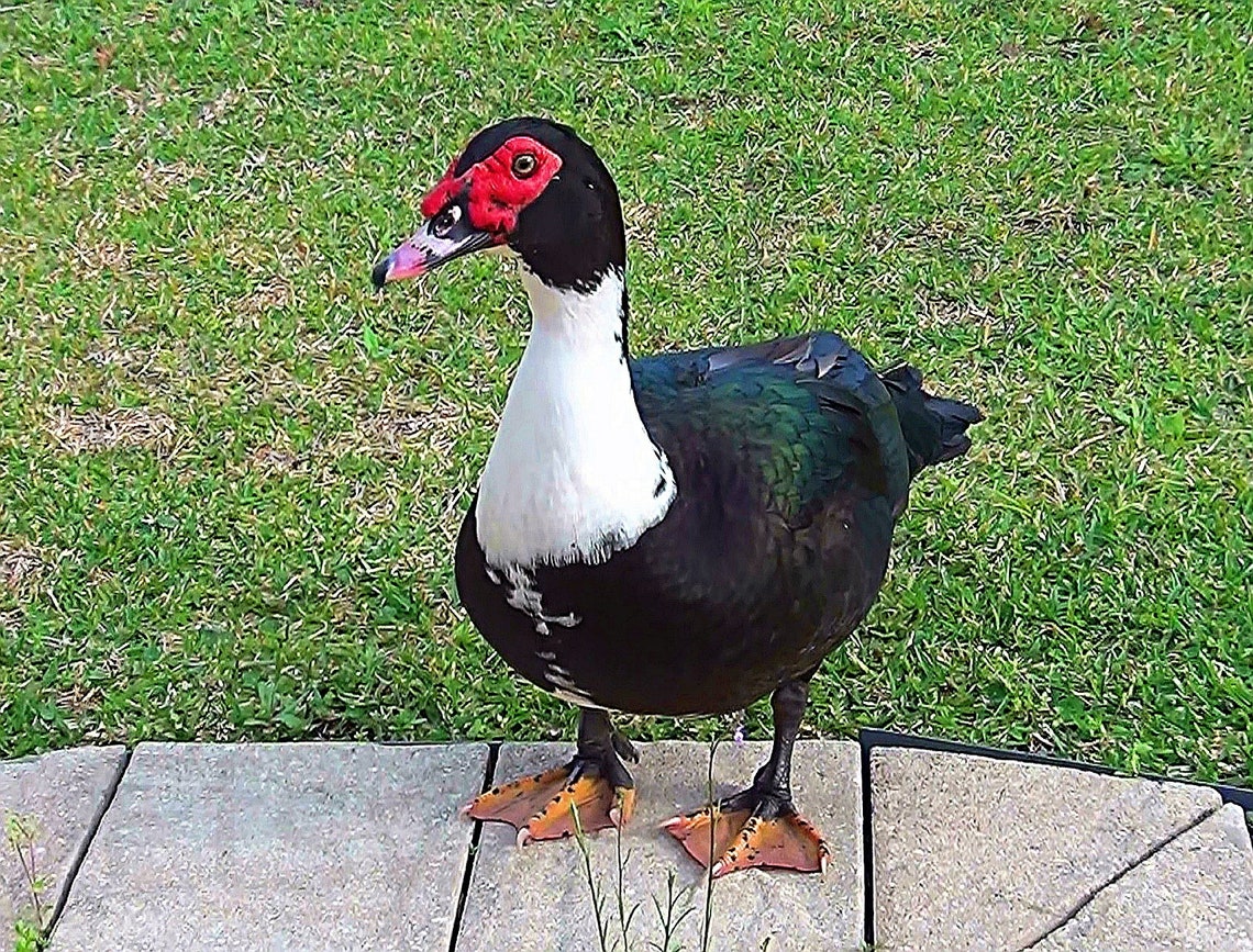 Instant Download Duck Posing in Summer Photo Picture Nature Photography ...