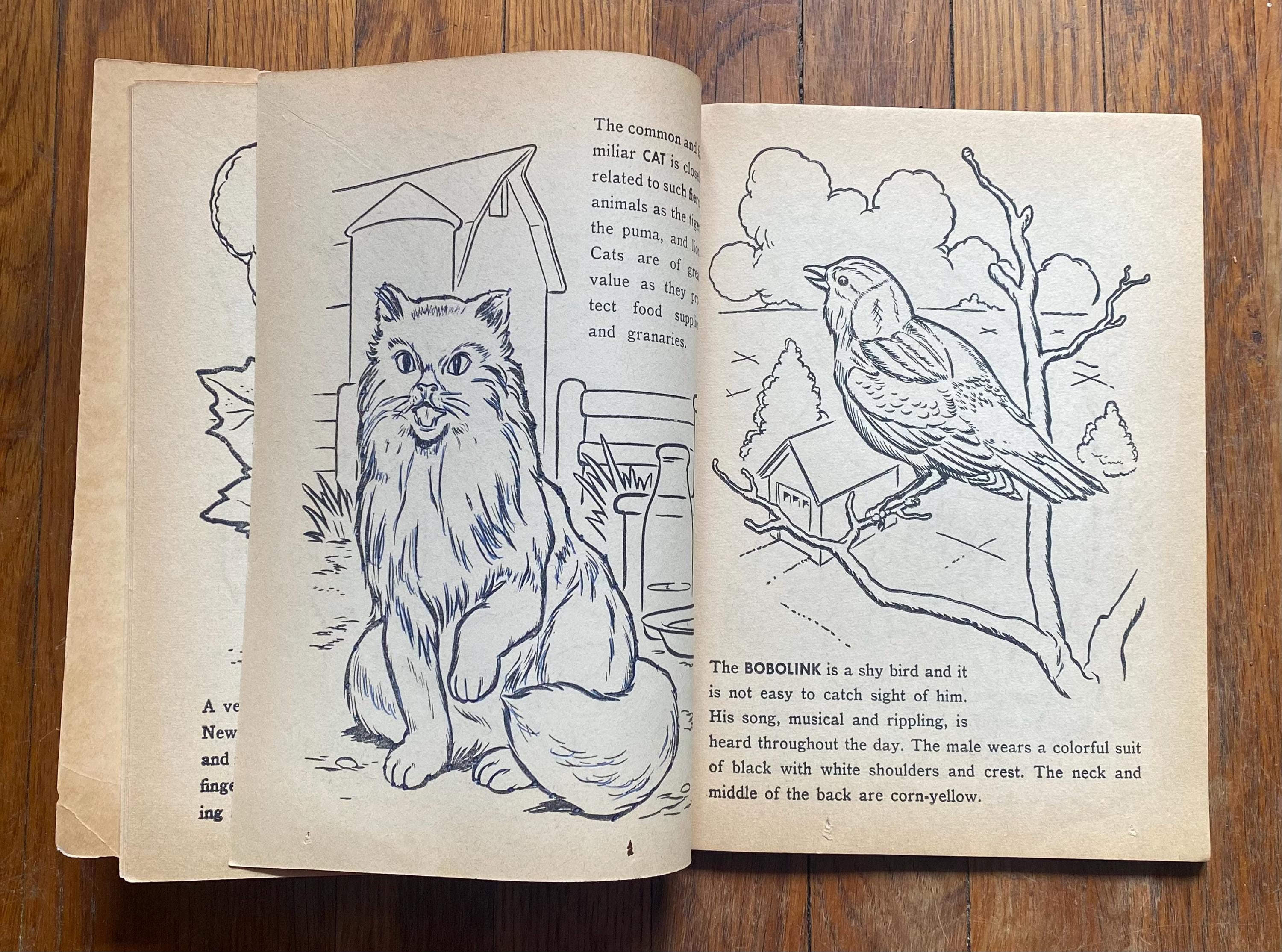 Cute Vintage 1968 Nature Coloring Book Unused Samuel Lowe Co Animals ...