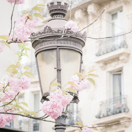 Paris Photography Cherry Blossoms Paris in Spring French - Etsy