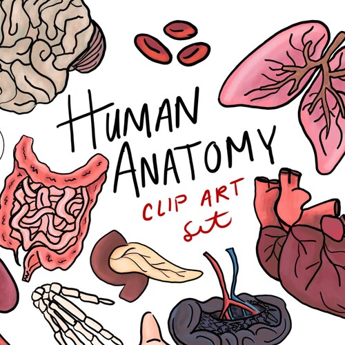 Human Anatomy Clip Art Hand Drawn Clip Art Commercial Use - Etsy