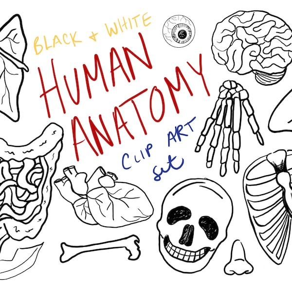 Goodnotes Anatomy Clipart - Etsy
