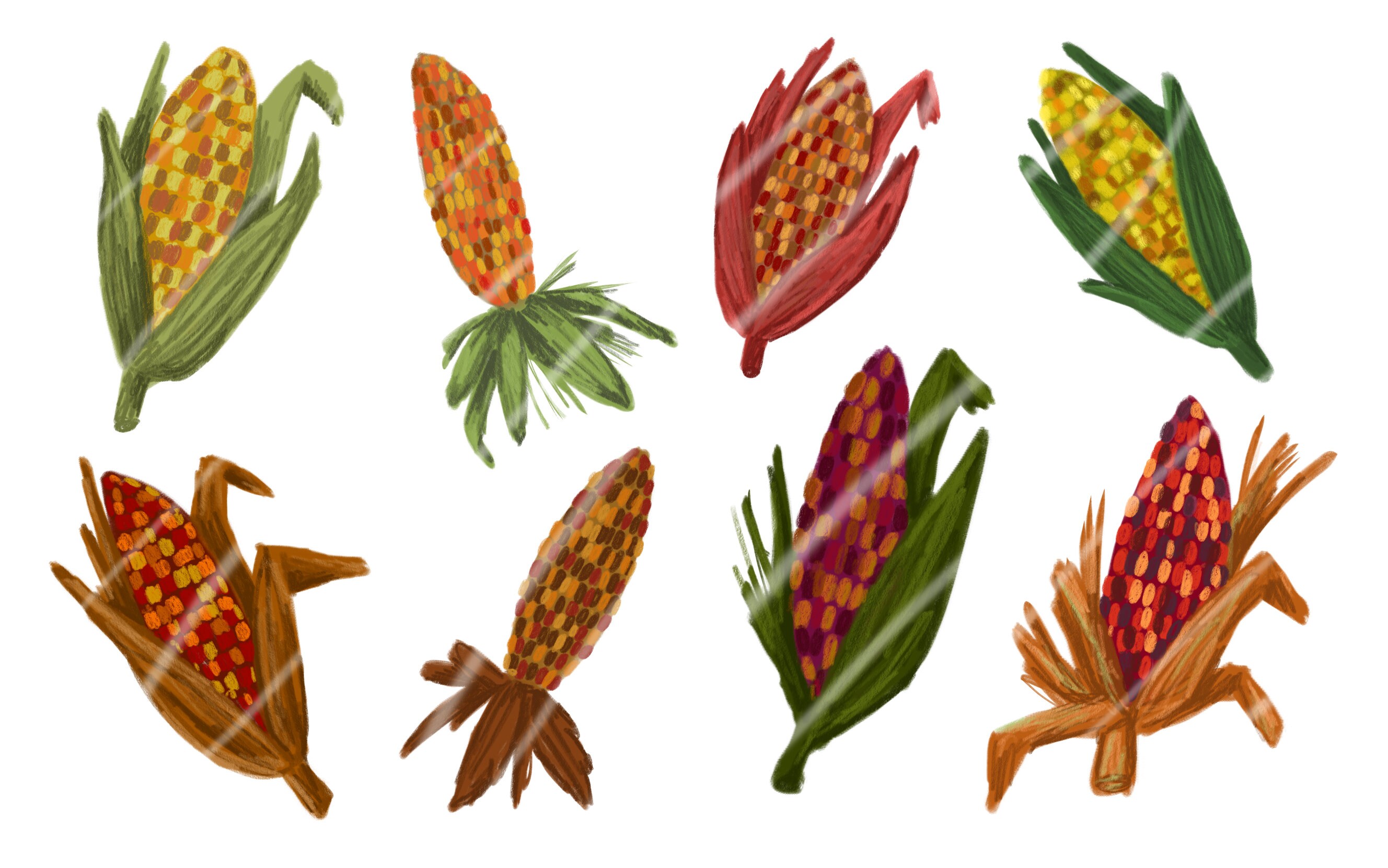 Hand Drawn Corn and Squash Clip Art hand drawn autumn clip - Etsy España