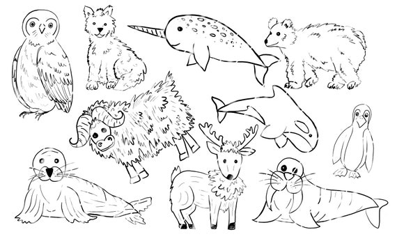 Arctic Animals Black And White Clipart