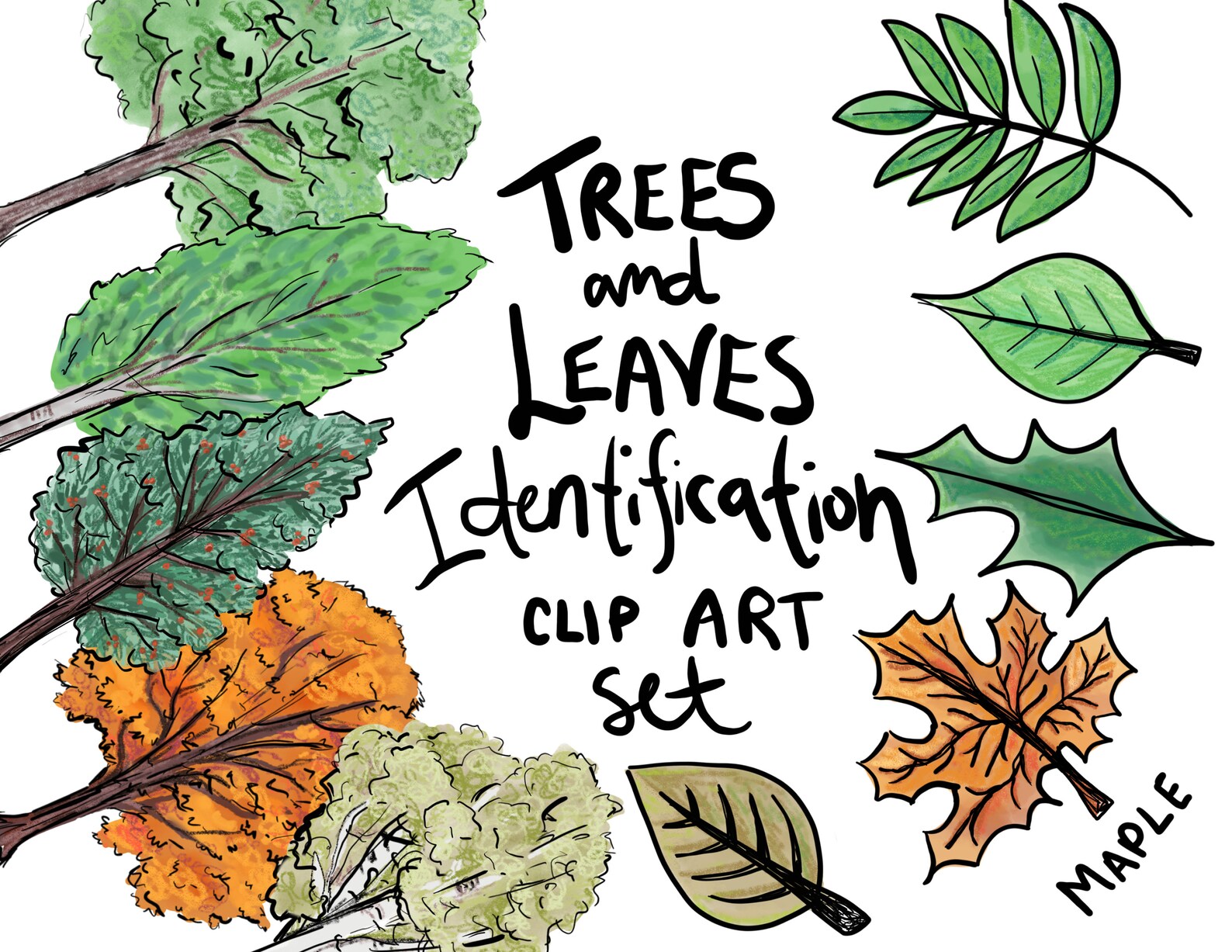 Trees and Leaves Clip Art Trees and Leaves Identification - Etsy