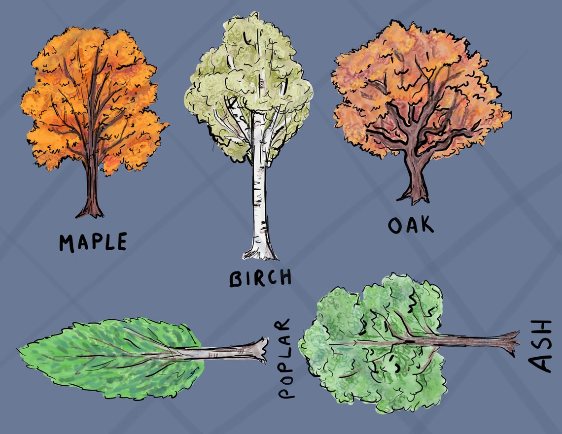 Trees Clip Art Hand Drawn Trees Clip Art Trees Identification Clip Art ...