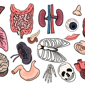 Human Anatomy Clip Art, Hand Drawn Clip Art, Commercial Use Clip Art ...