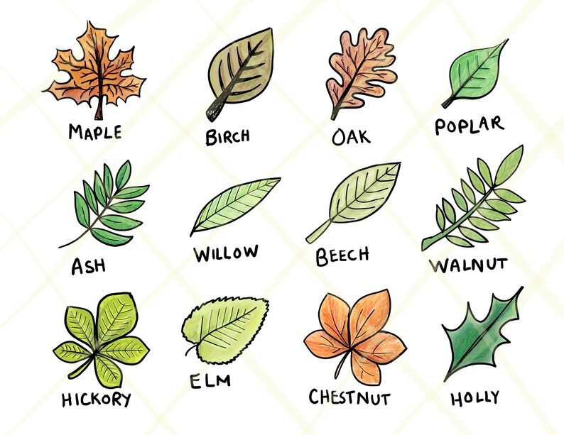 Leaves Clip Art Hand Drawn Leaves Clip Art Leaves Identification Clip ...