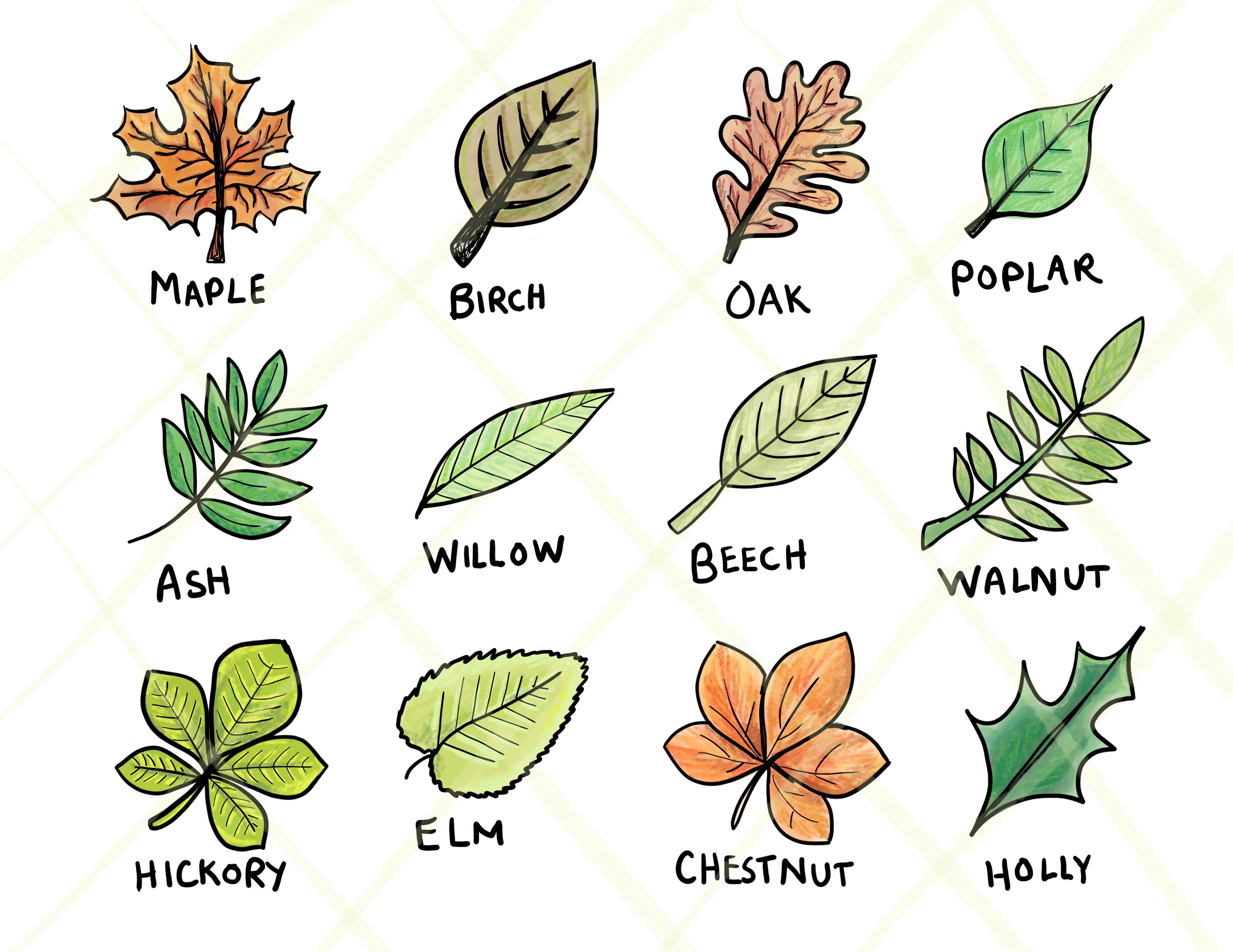 Leaves Clip Art Hand Drawn Leaves Clip Art Leaves Identification Clip ...