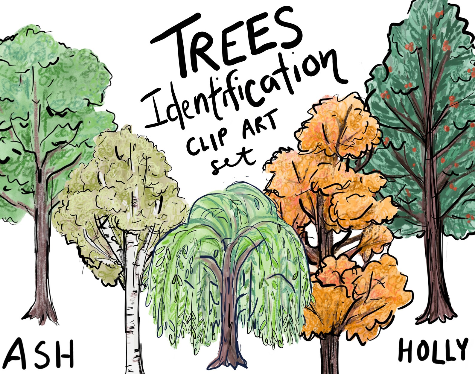 Trees Clip Art Hand Drawn Trees Clip Art Trees Identification Clip Art ...