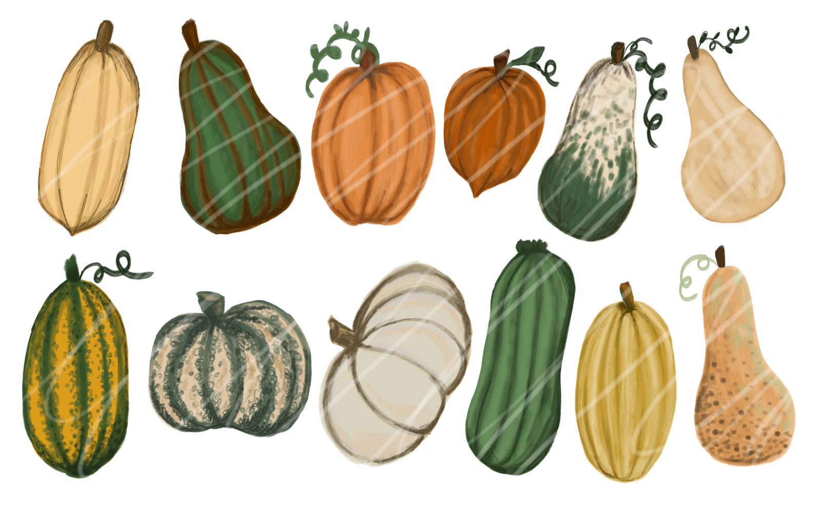 Hand Drawn Autumn Squash Clip Art Squash Clip Art Pumpkin - Etsy