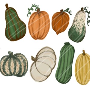 Hand Drawn Autumn Squash Clip Art Squash Clip Art Pumpkin - Etsy