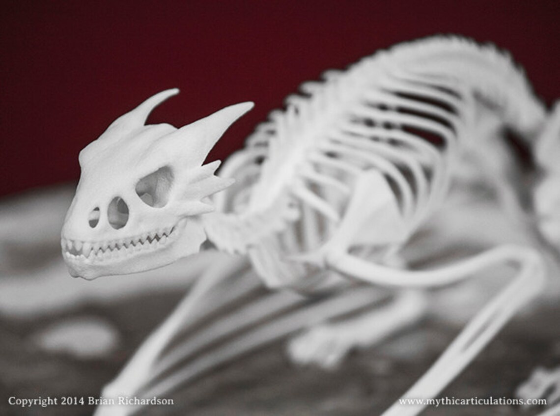 Horned Wyvern Dragon Skeleton 3D Print Taxidermy - Etsy