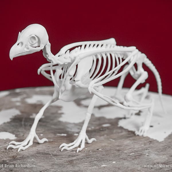 Skeleton Taxidermy - Etsy