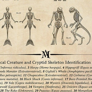 Mythical Creature and Cryptid Skeleton Identification Chart Faux ...