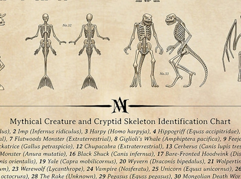 Mythical Creature and Cryptid Skeleton Identification Chart - Etsy