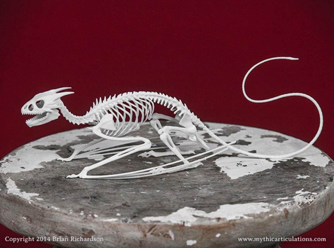 Horned Wyvern Dragon Skeleton 3D Print Taxidermy - Etsy